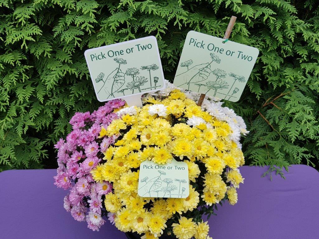 All Garden Activity Signs – Thrive With Nature